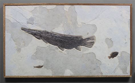 Huge Fossil Gar For Sale Lepisosteus Simplex Rare Fossil Realm