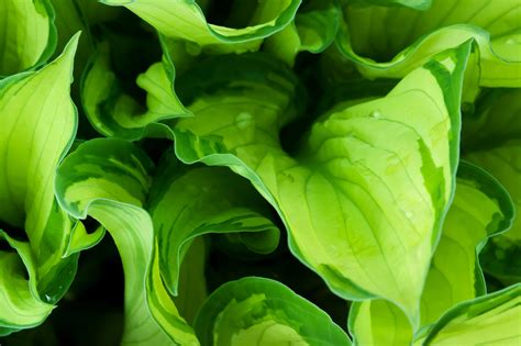 Wet Green Leaves Free Stock Photo Public Domain Pictures