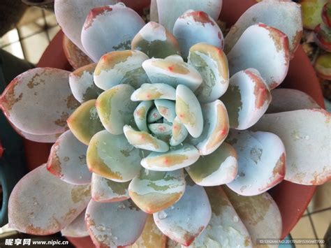 多肉植物橙梦露摄影图 花草 生物世界 摄影图库 昵图网