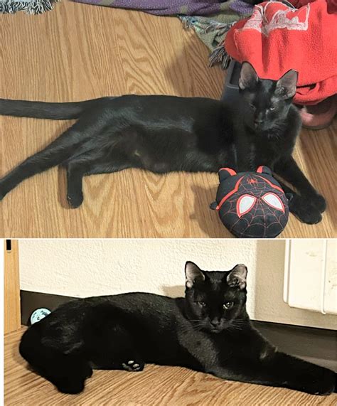 Itsy And Bitsy Courtesy Post Kitty Connection