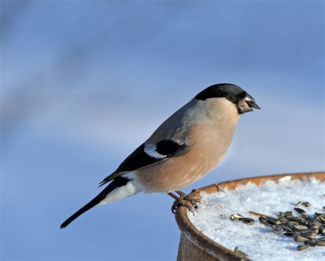 Зимующие Птицы Беларуси 67 фото