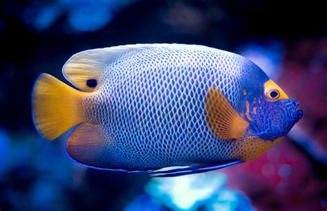 LES POISSONS