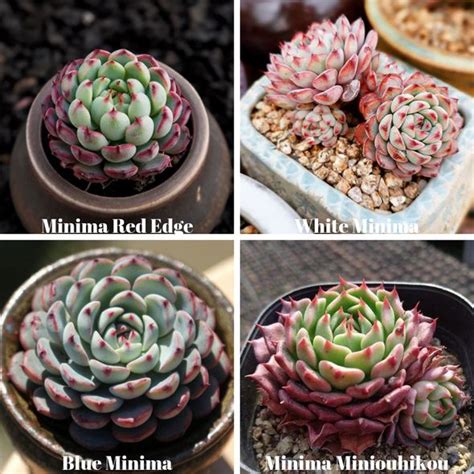 Minima Special Deal