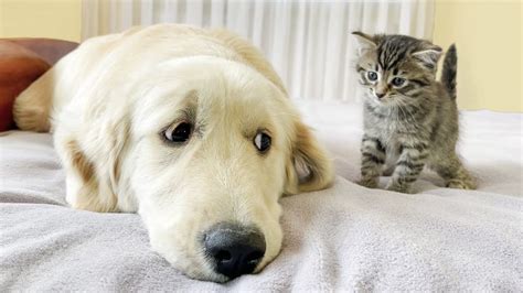 Golden Retriever Tries To Make Friends With Tiny Kitten Golden