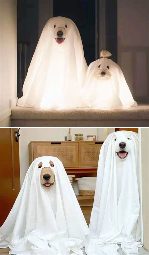 50 Times Pet Halloween Costumes Did Not Disappoint New Pics