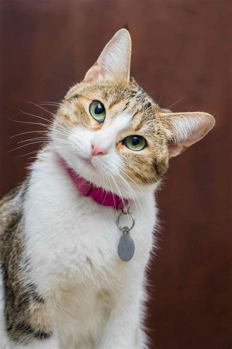 When To Put A Cat To Sleep With Hyperthyroidism Cat Fancy Magazine