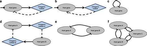 Regulatory Network Motifs Involving Intragenic Mirnas а A Download Scientific Diagram
