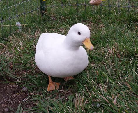 Grey Call Ducks Grey Call Ducks
