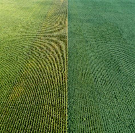 5 Agronomy Tips To Maximize Yield