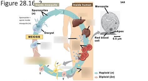 Apicomplexan Plasmodium Pt 1 Diagram Quizlet