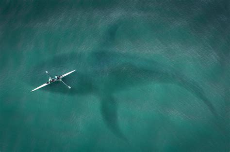 Feitjes Over De Megalodon De Grootste Haai Ooit Yo Vrogue Co