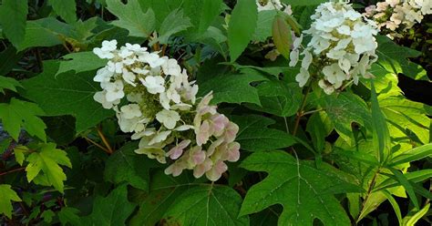 Janes Garden 7 16 17 Tips For Pruning Oakleaf Hydrangea Real Estate
