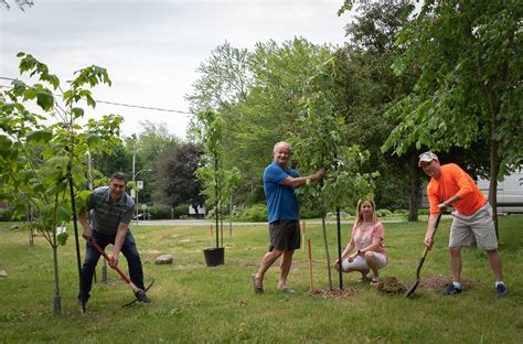 Massive Tree Planting Operation In Rosemère The North Shore News