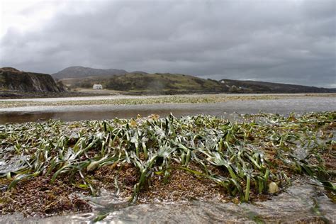 What Are Seagrass Meadows Why Are They So Important Kimo