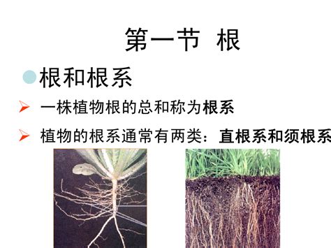 植物根系图 图库 五毛网