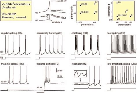 Known Types Of Cortical Neurons Correspond To Different Values Of The Download Scientific
