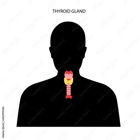 Thyroid Gland Anatomy Stock Vector Adobe Stock
