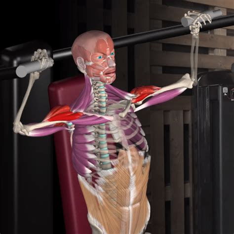 How To Shoulder Press Form Guide Tips For Perfect Execution