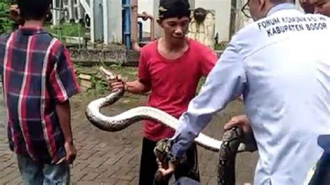 Ular Piton 3 Meter Gegerkan Karyawan Pabrik Ciawi Bogor Seketika Jinak