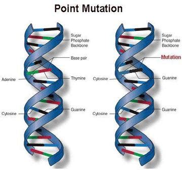 The Origin And Kinds Of Mutation Science Online