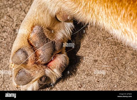 Metacarpo Di Cane Immagini E Fotografie Stock Ad Alta Risoluzione Alamy