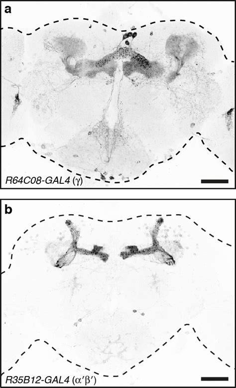 Sparse Decorrelated Odor Coding In The Mushroom Body Enhances Learned