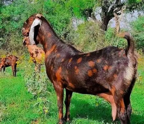 Brown Women Sirohi Female Goats Pregnant Milk At ₹ 250kg In Ajmer