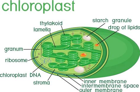 33 The Nucleoid Vector Images Depositphotos