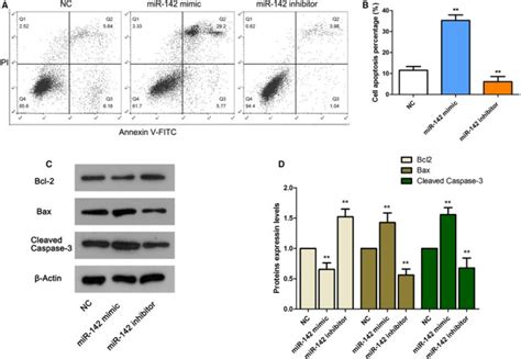 Microrna‐142 Regulates Osteoblast Differentiation And Apoptosis Of