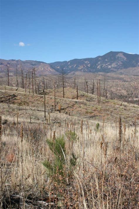 Dead Trees Sequester No Carbon What We Learned About Offsets Should