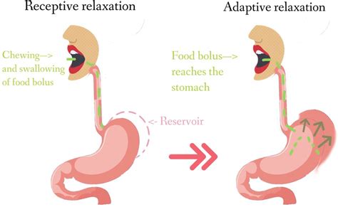 Depiction Of Receptive And Adaptive Relaxation Download Scientific Diagram