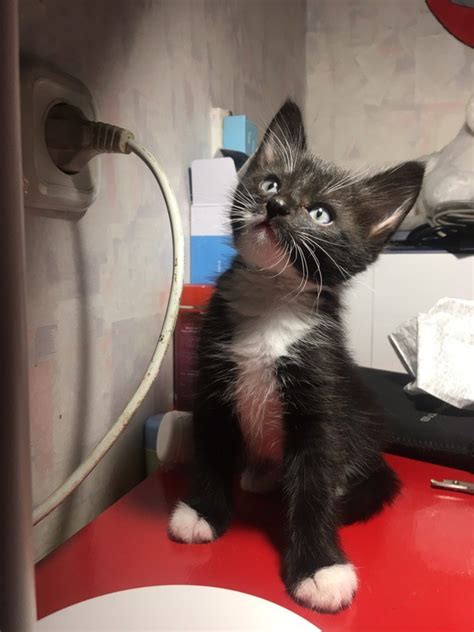 Котолампа Пикабу