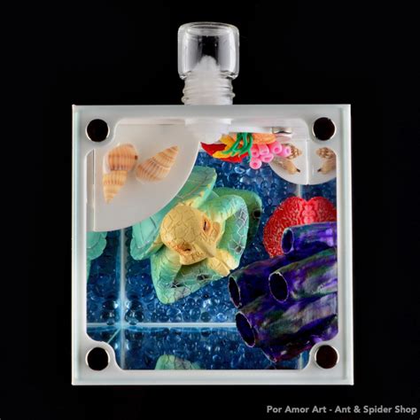 Jumping Spiders Enclosure Setup And Parameters Guide