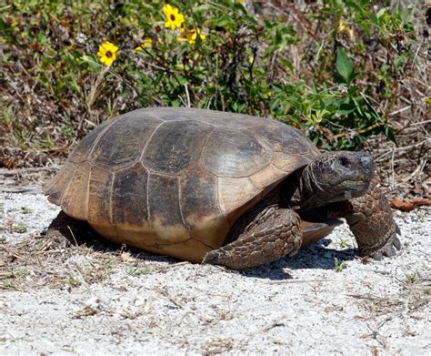 Feds Deny Increased Gopher Tortoise Protections Daily Business Review