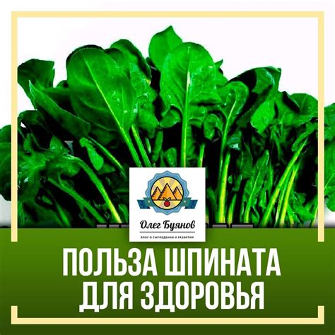 Шпинат и здоровое питание! Шпинат – полезный листовой овощ. У шпината ...