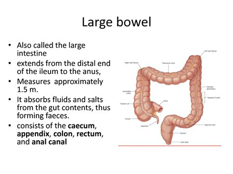 SOLUTION Large Bowel Appendix Rectum Anus And Blood Supply To The Pelvis Studypool
