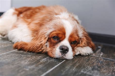 毛孩讀心術》愛犬病危等安樂 沒見小主人最後一面 曝暖心原因 萌寵 網推