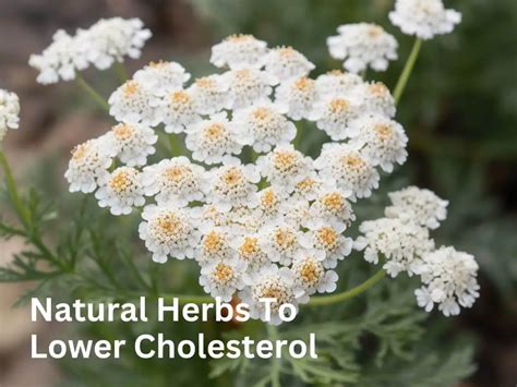 6 Natural Herbs To Lower Cholesterol