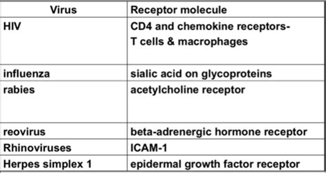 virology lecture 2 flashcards quizlet