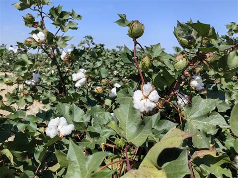 智慧栽培技术为新疆棉花插上科技的翅膀—新闻—科学网