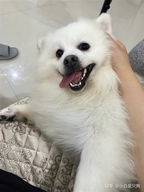 银狐犬为何如此少人饲养养过的都懂太难养了 知乎