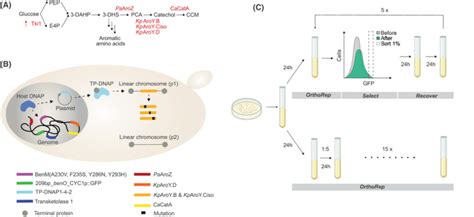 Integrating Continuous Hypermutation With High‐throughput Screening For Optimization Of Ciscis
