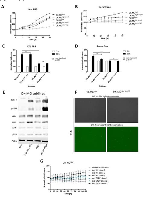 Figure 2 From Phenotypical Flexibility Of The Egfrviii Positive