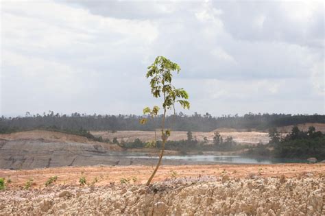 How Effective Are Reforestation Projects
