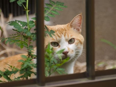 野良猫の「あのこ」が、また塀の上にやって来た（1） 「犬や猫ともっと幸せに」をコンセプトにしたwebメディア「sippo」