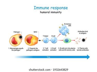 Simple Immune Response Diagram