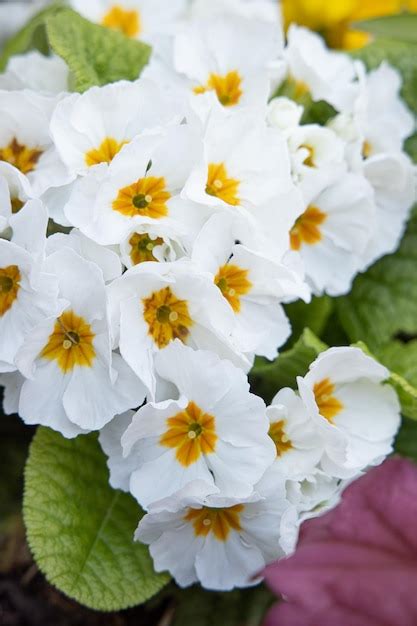 Premium Photo A Bunch Of White Flowers With Yellow Centers