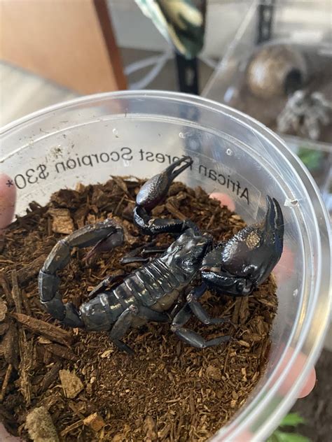 Better Pic What Kind Of Scorpion R Scorpions