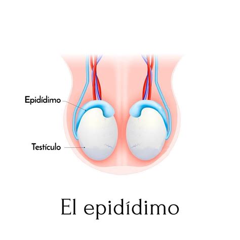 Hablemos Un Poco De Anatomía Reproductiva Del Hombre ¿conoces El