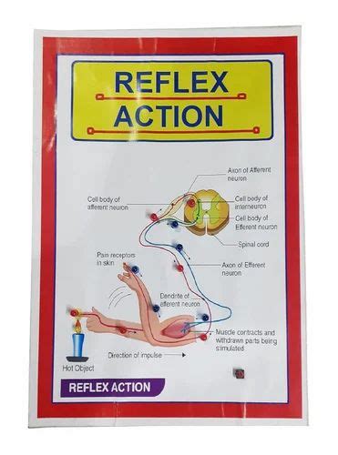 Biology Wood Reflex Action Model At ₹ 600 In New Delhi Id 2853195741455